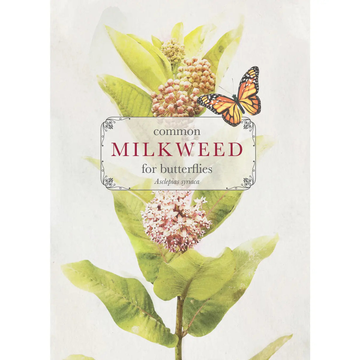 Common Milkweed For Butterflies Seed Packets – Urban Nature Store