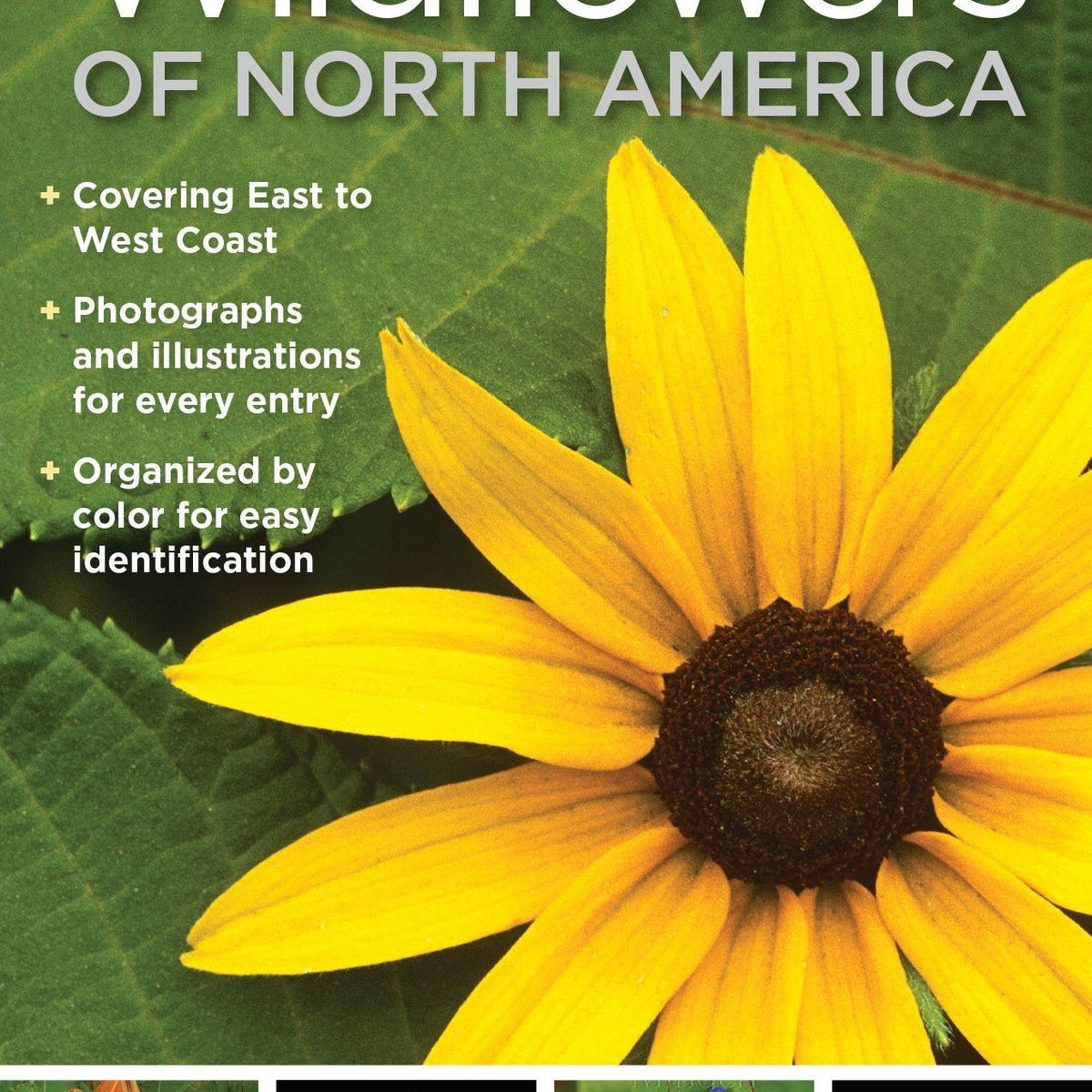 Buy National Geographic Pocket Guide to Wildflowers of North America ...