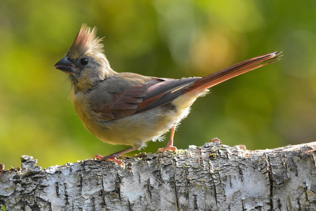 Leucistic Northern Cardinal – Urban Nature Store