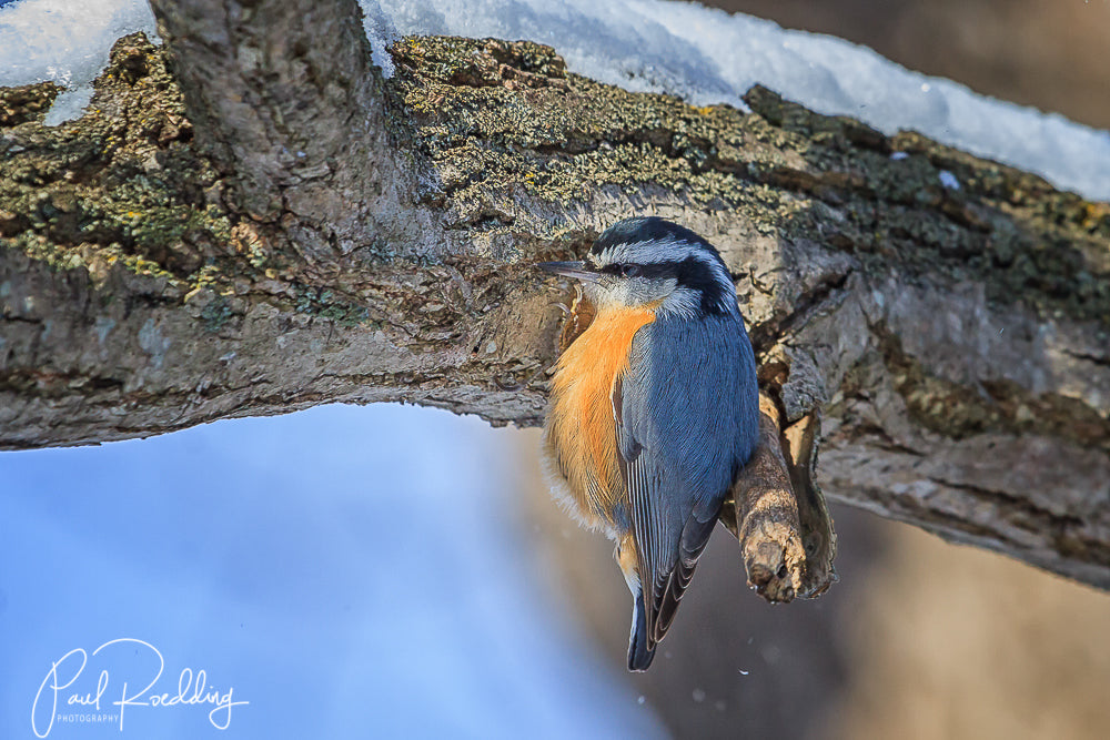 Help Birds Find Shelter This Winter by Adding a Roost Box to Your Yard ...