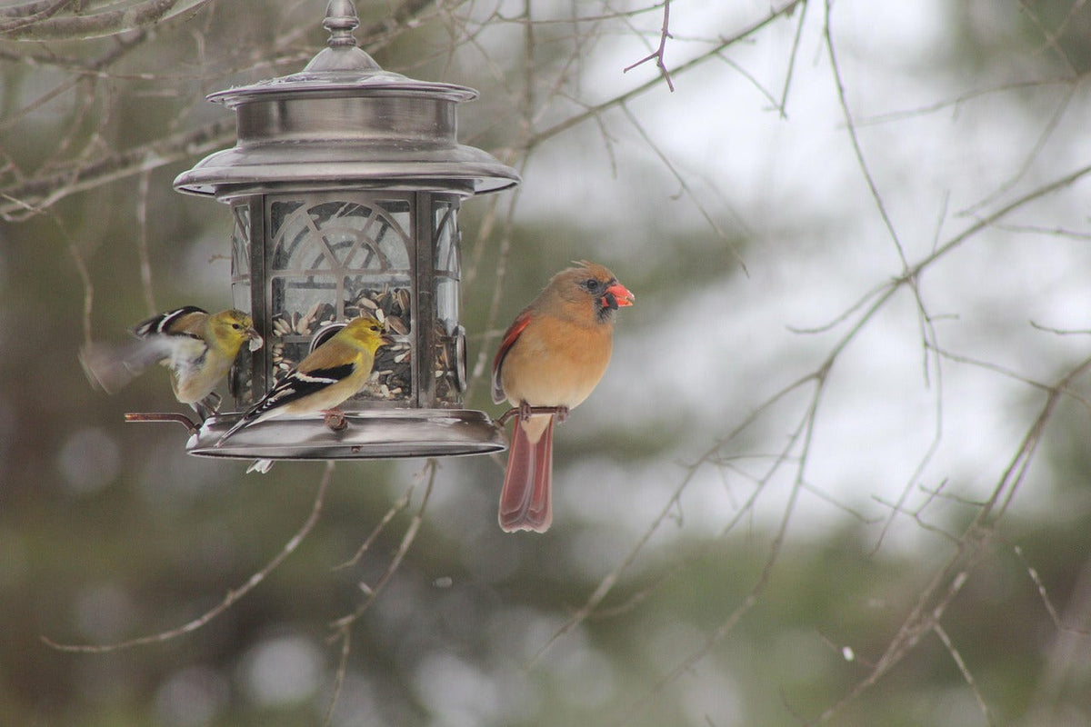 Birds in January are masters of efficiency – Urban Nature Store