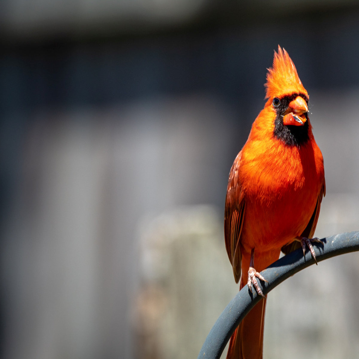 How To Identify Birds by Sound – Urban Nature Store