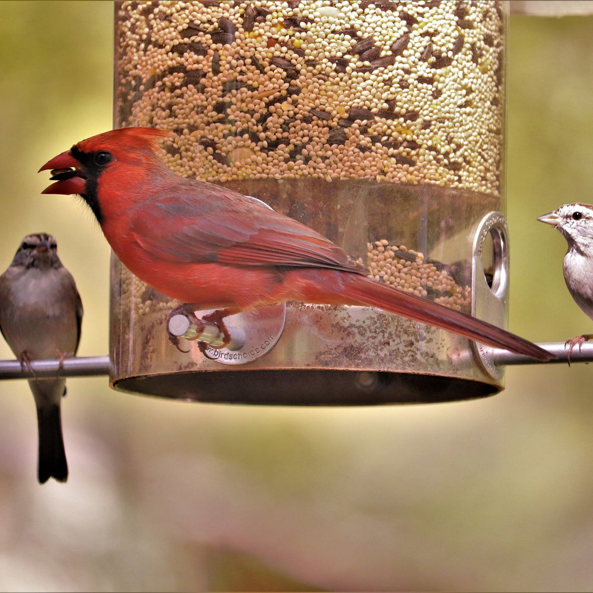Beginners Guide to Bird Feeding – Urban Nature Store