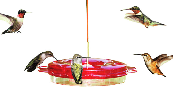 Hummingbirds and Orioles – Urban Nature Store