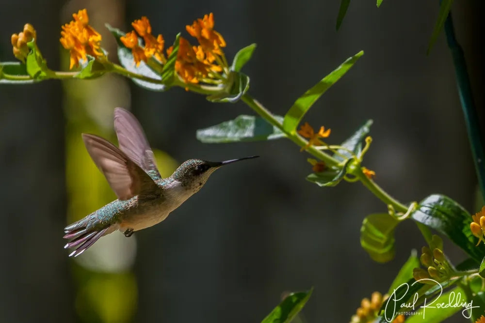 A Tried-and-True Feeder for Hummingbirds – Urban Nature Store