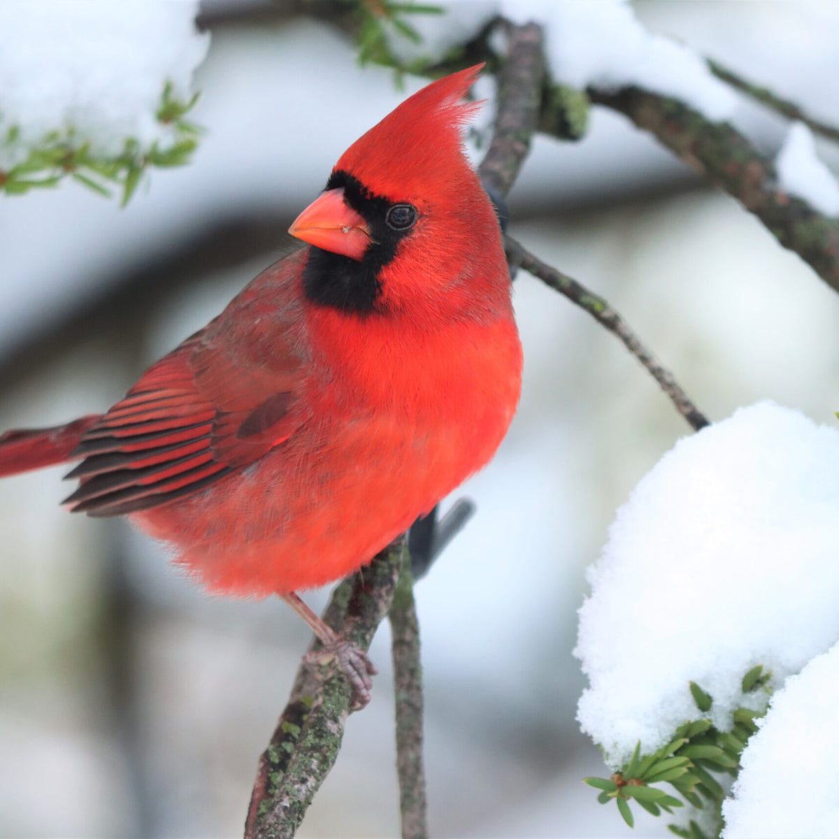 HOLIDAY GIFT GIVING - FOR YOUR BACKYARD FRIENDS – Urban Nature Store