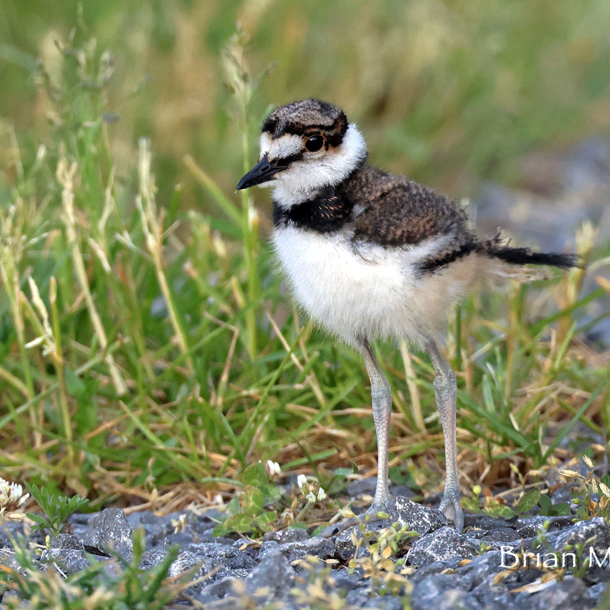 Busy Parenting – Urban Nature Store