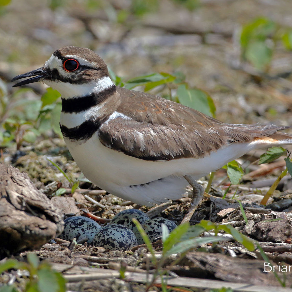 Nesting Time – Urban Nature Store