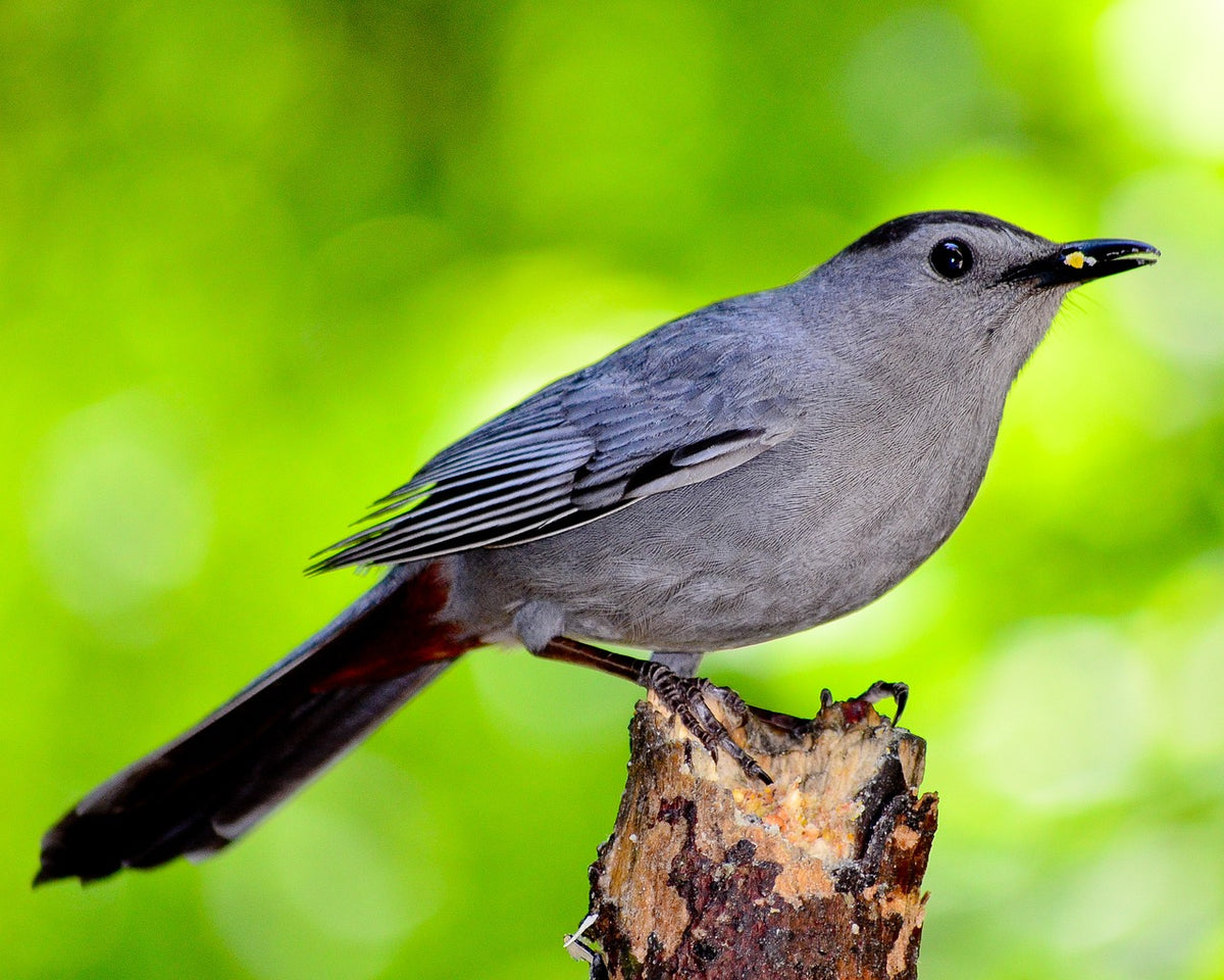Jane's Deck Of Birds - CatBird – Urban Nature Store