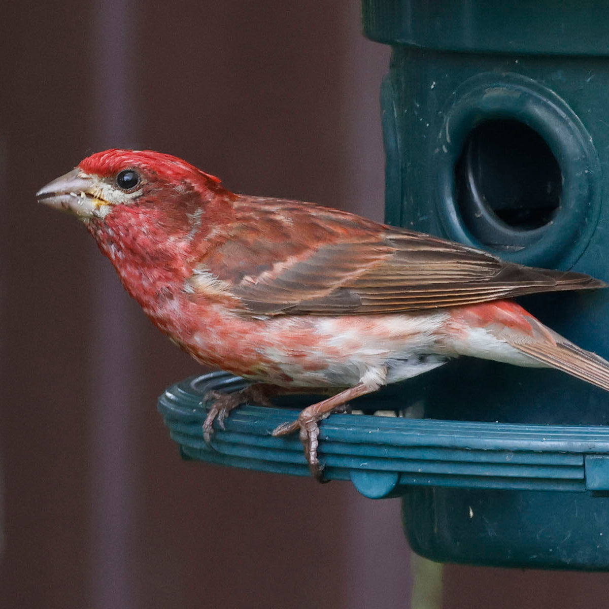 Bird Feeders – Urban Nature Store