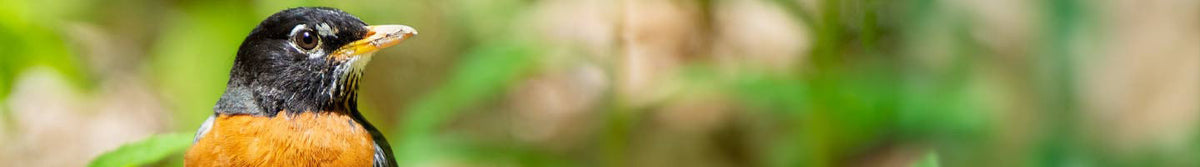 Robin Feed – Urban Nature Store