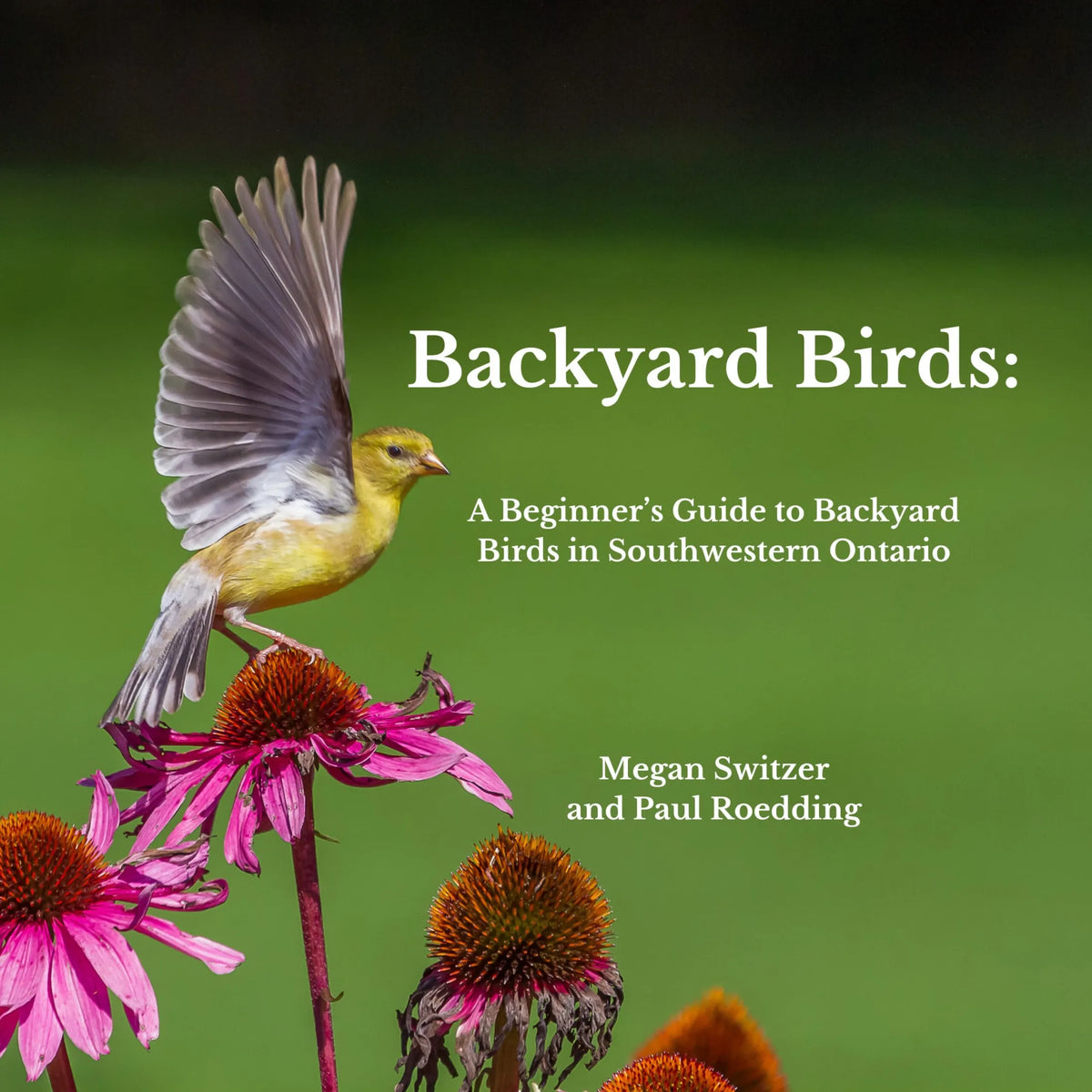 Backyard Birds, A Beginner's Guide to Backyard Birds in Southwestern O ...