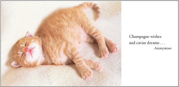 Buy Cat Naps Online With Canadian Pricing - Urban Nature Store