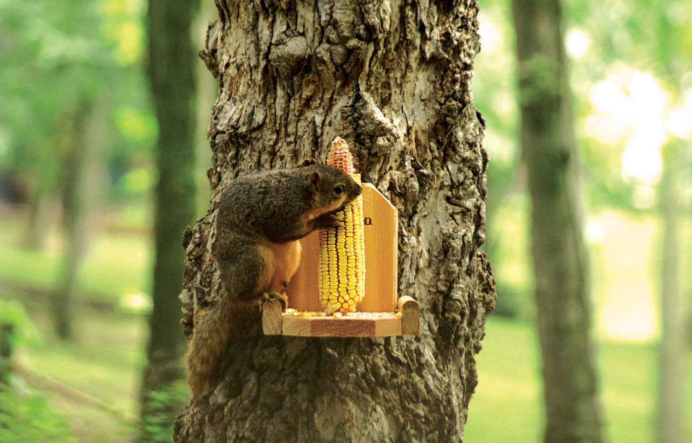 Buy Audubon Squirrel Platform Feeder Online With Canadian Pricing - Urban Nature Store