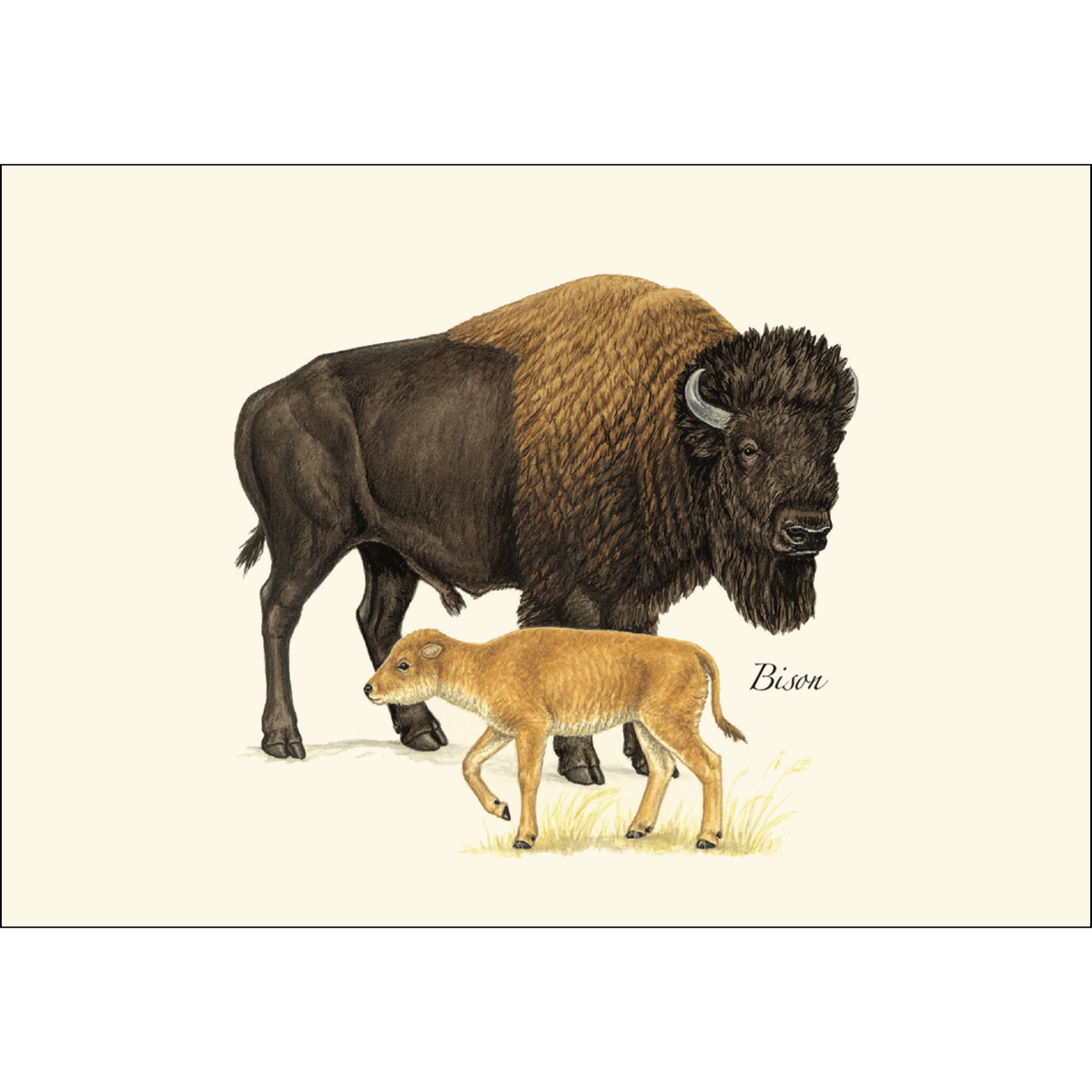 Buy Bison Boxed Notecards Online With Canadian Pricing - Urban Nature Store