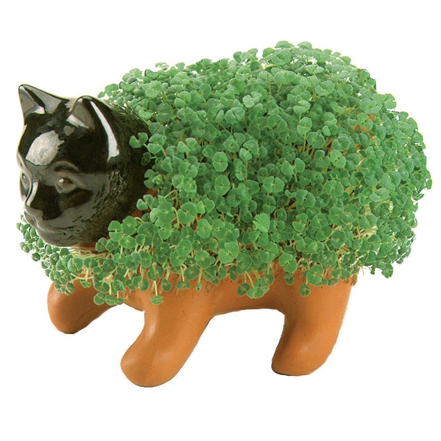 Buy Chia Pet Kitten (Store Pickup Only) Online With Canadian Pricing ...
