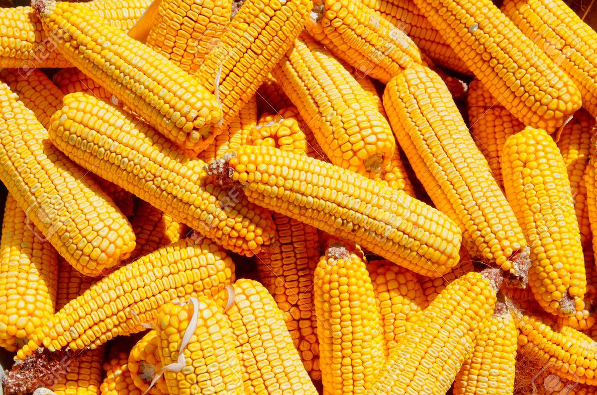 Buy Corn on the Cob Online With Canadian Pricing – Urban Nature Store
