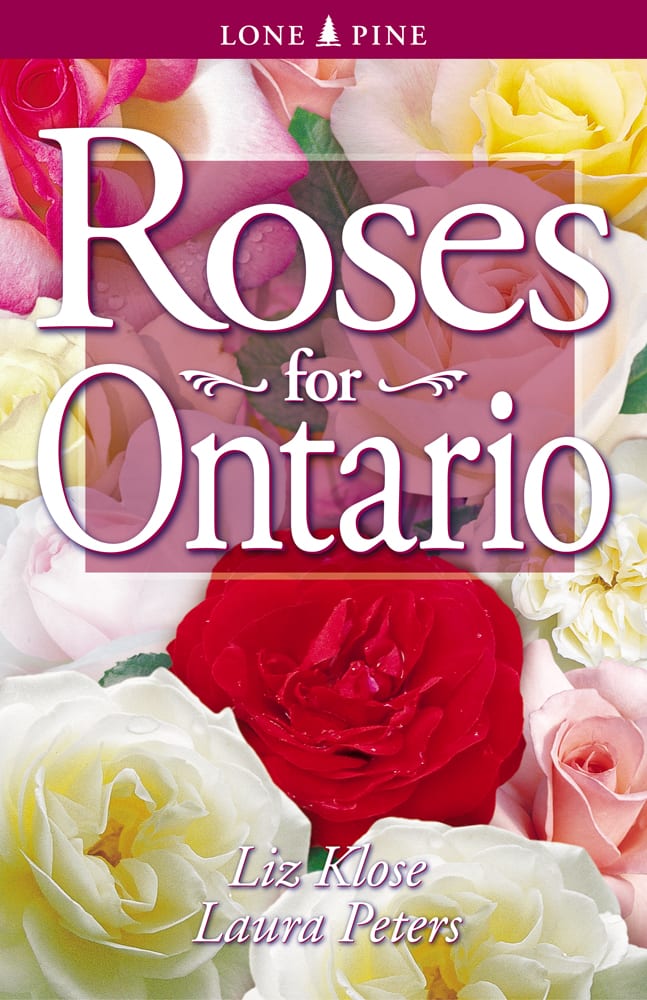 Buy Roses for Ontario Online With Canadian Pricing - Urban Nature Store